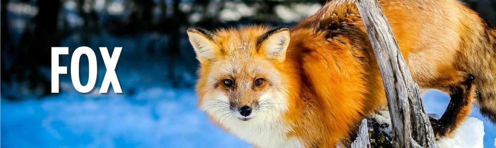 Monkey Adoption & Animal Welfare | Born Free USA