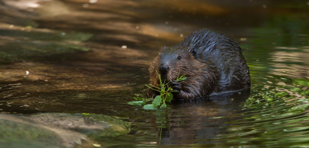 Coexisting with Wildlife | Born Free USA