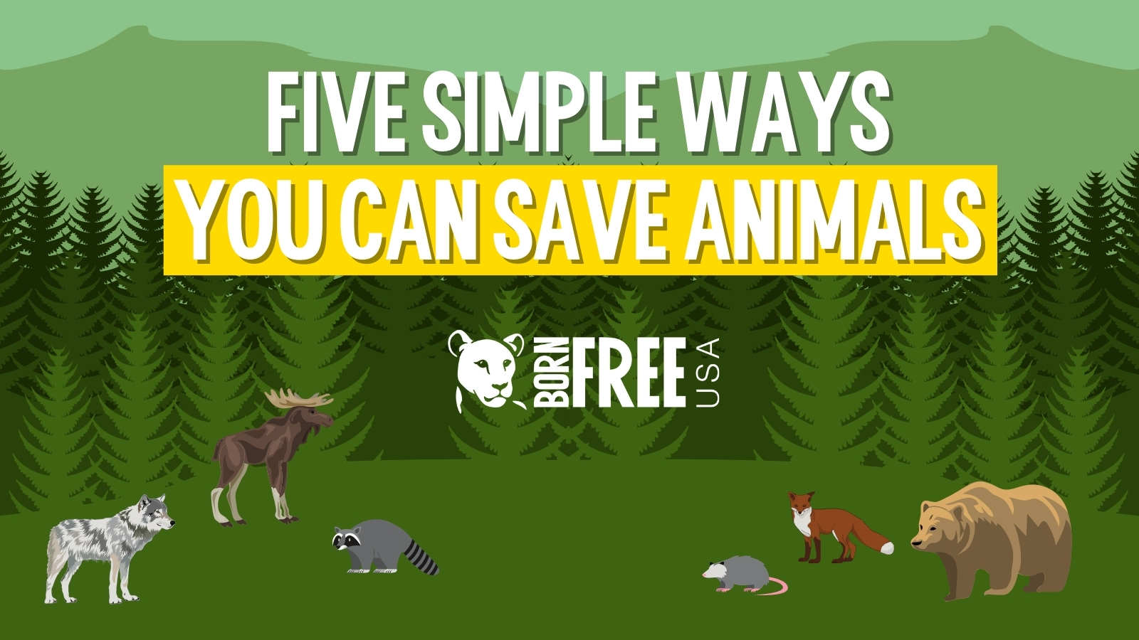 Five Simple Ways You Can Save Animals Today! | Born Free USA