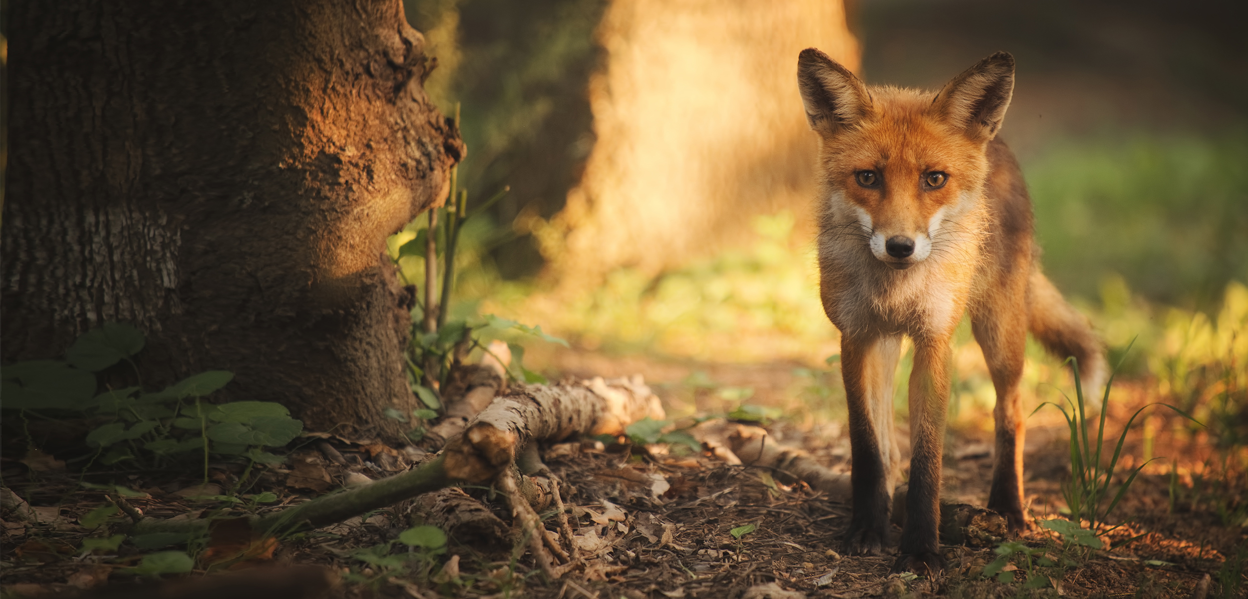 About Wildlife Trapping | Born Free USA Animal Advocacy