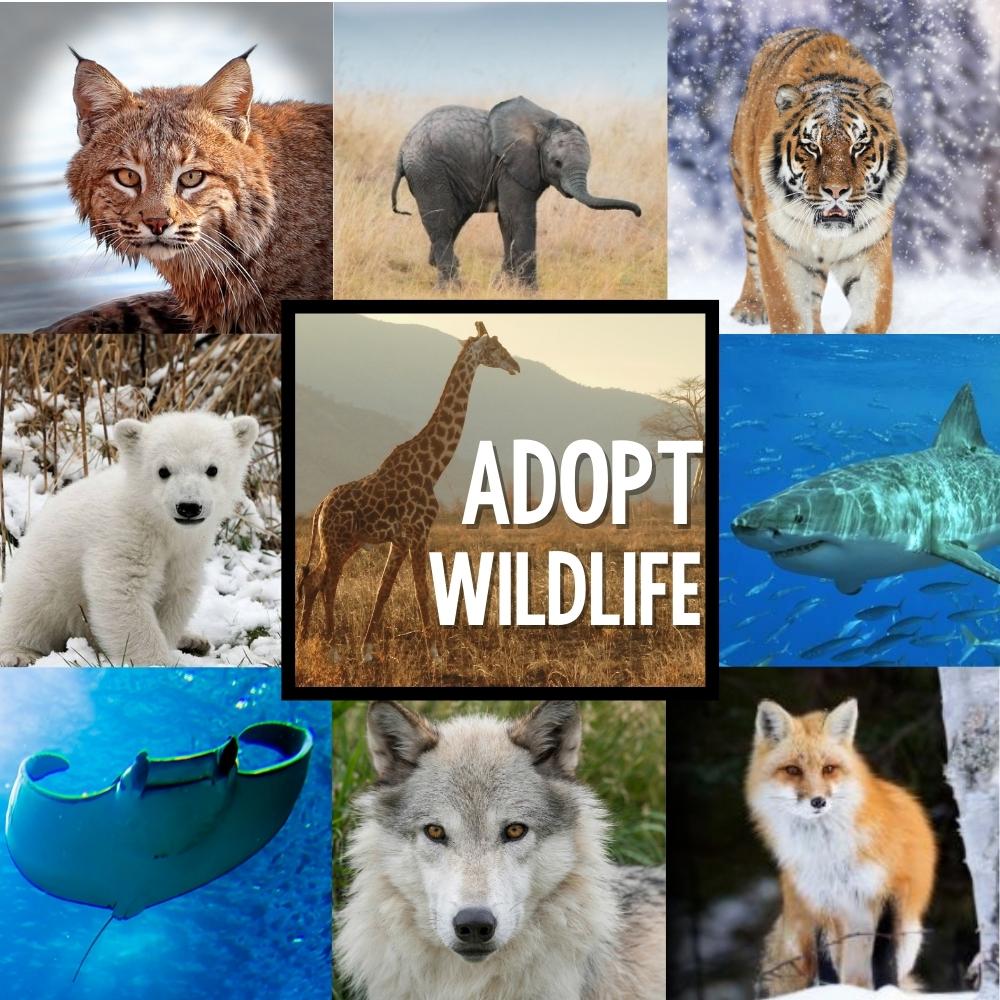 Monkey Adoption & Animal Welfare | Born Free USA