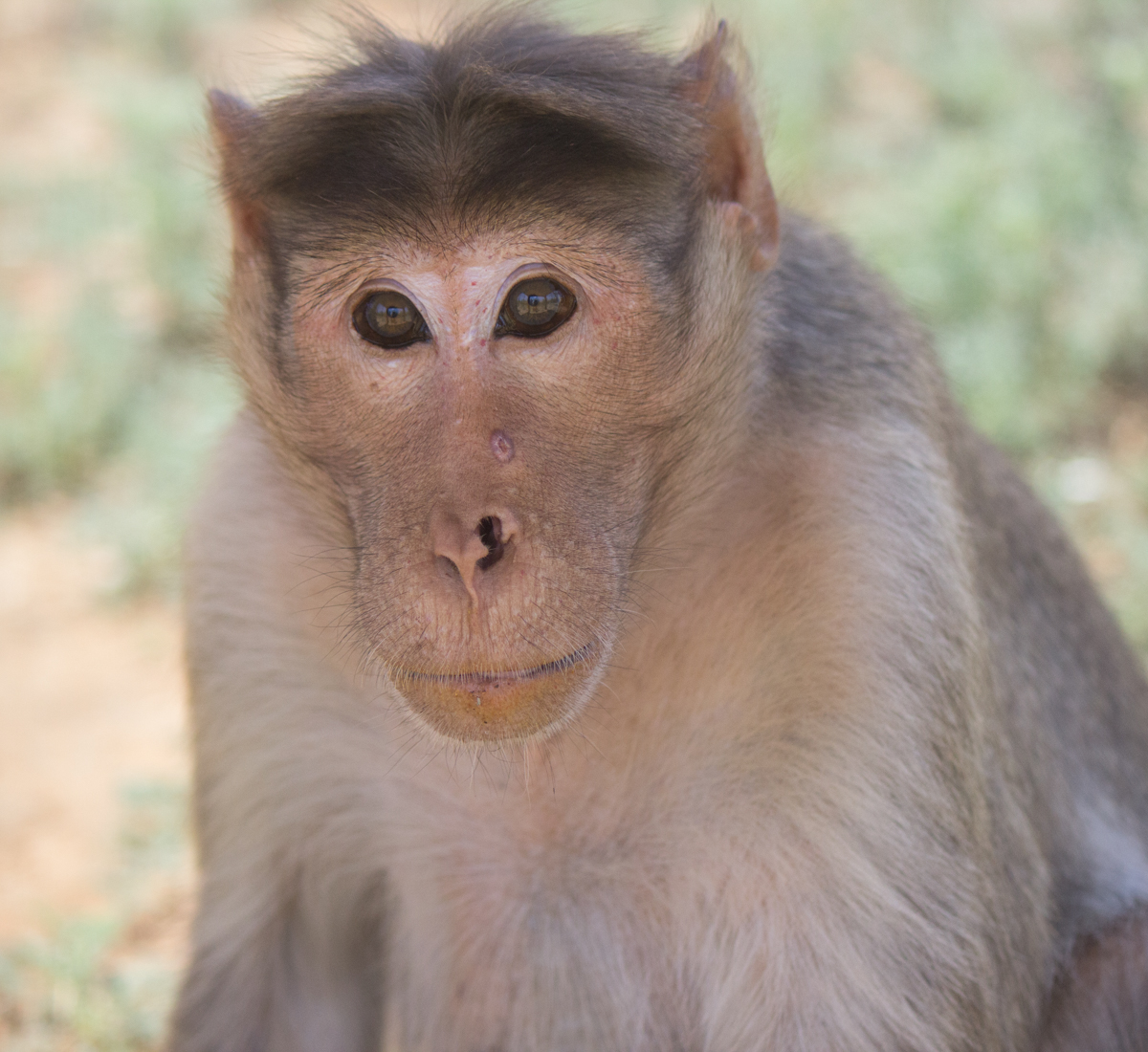 Grinch the Monkey | Born Free USA Primate Sanctuary