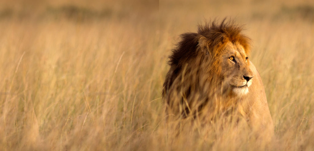 Lions - Facts, Habitat, Endangered Status | Species Spotlight