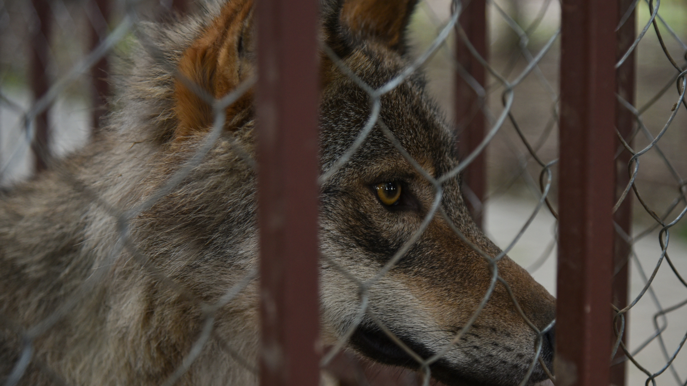 A win for people and animals: Born Free USA helps in special use permit ...