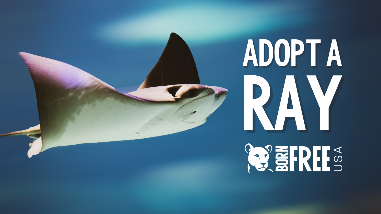 [DEV] Style Guide Page | Born Free USA