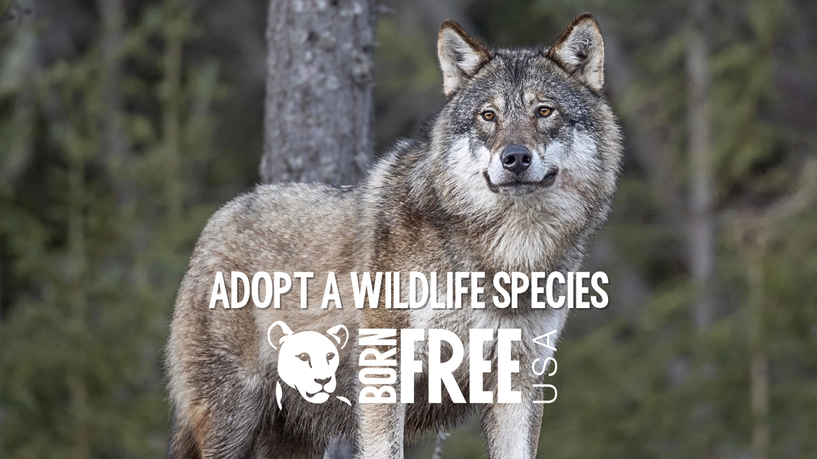 Adopt a Species to Help Keep Wildlife in the Wild! | Born Free USA