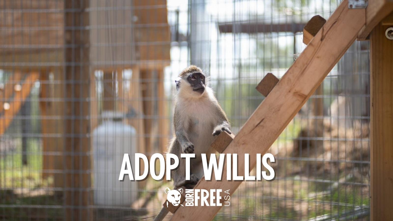 Adopt Willis! | Born Free USA