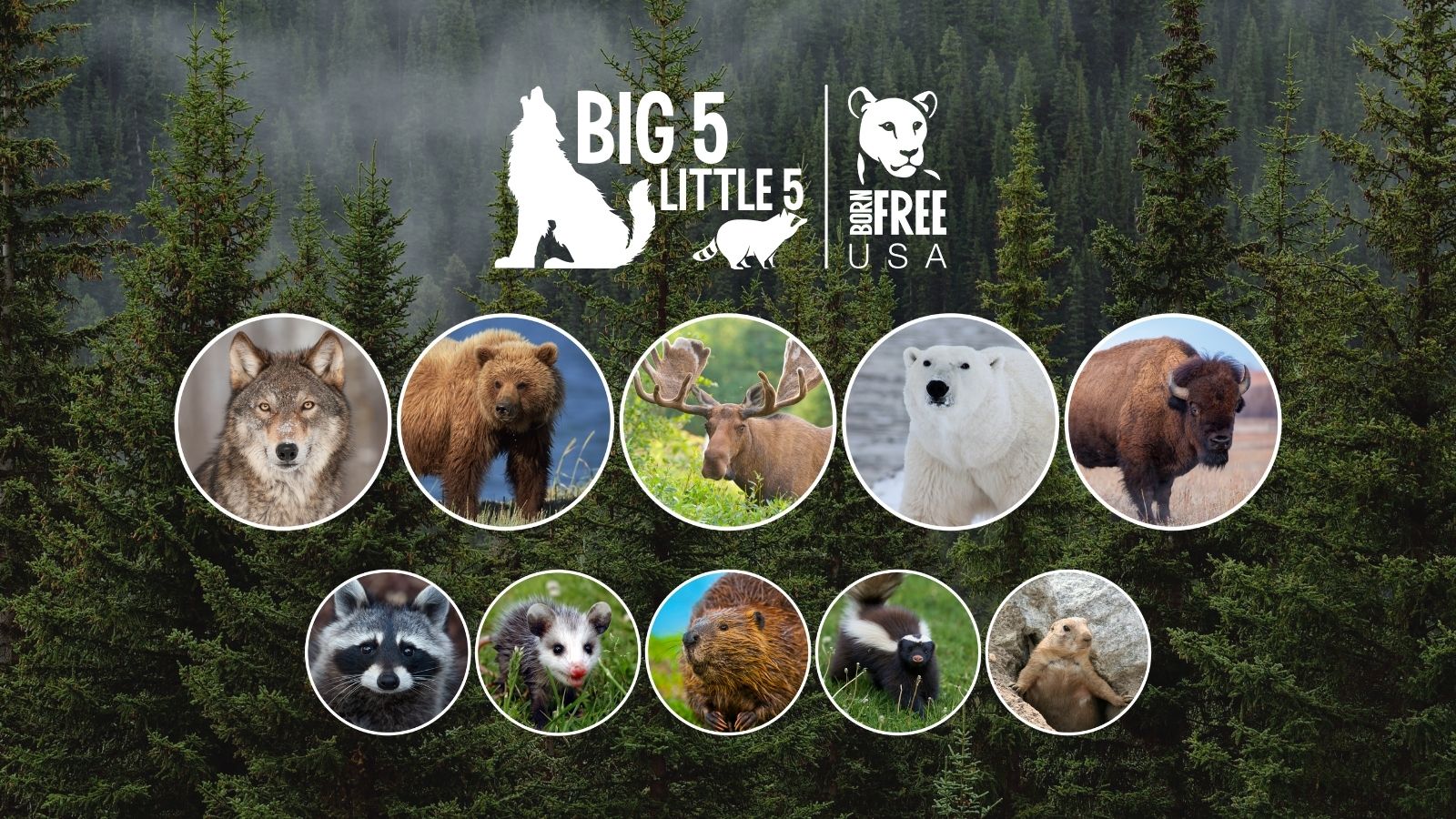 Born Free USA's North American Big Five and Little Five Campaign | Born ...