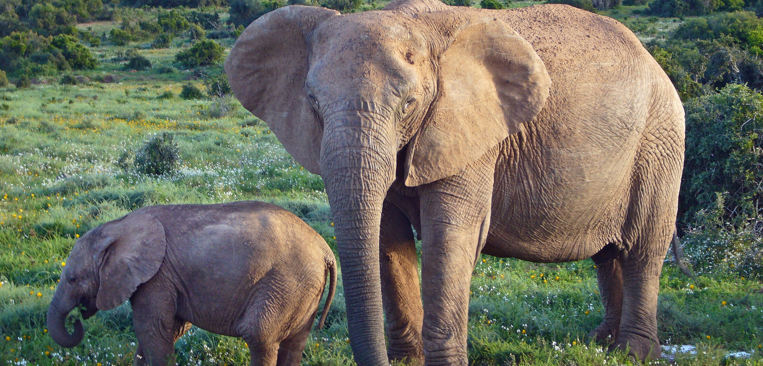 Elephants - Facts, Habitat, Endangered Status | Species Spotlight