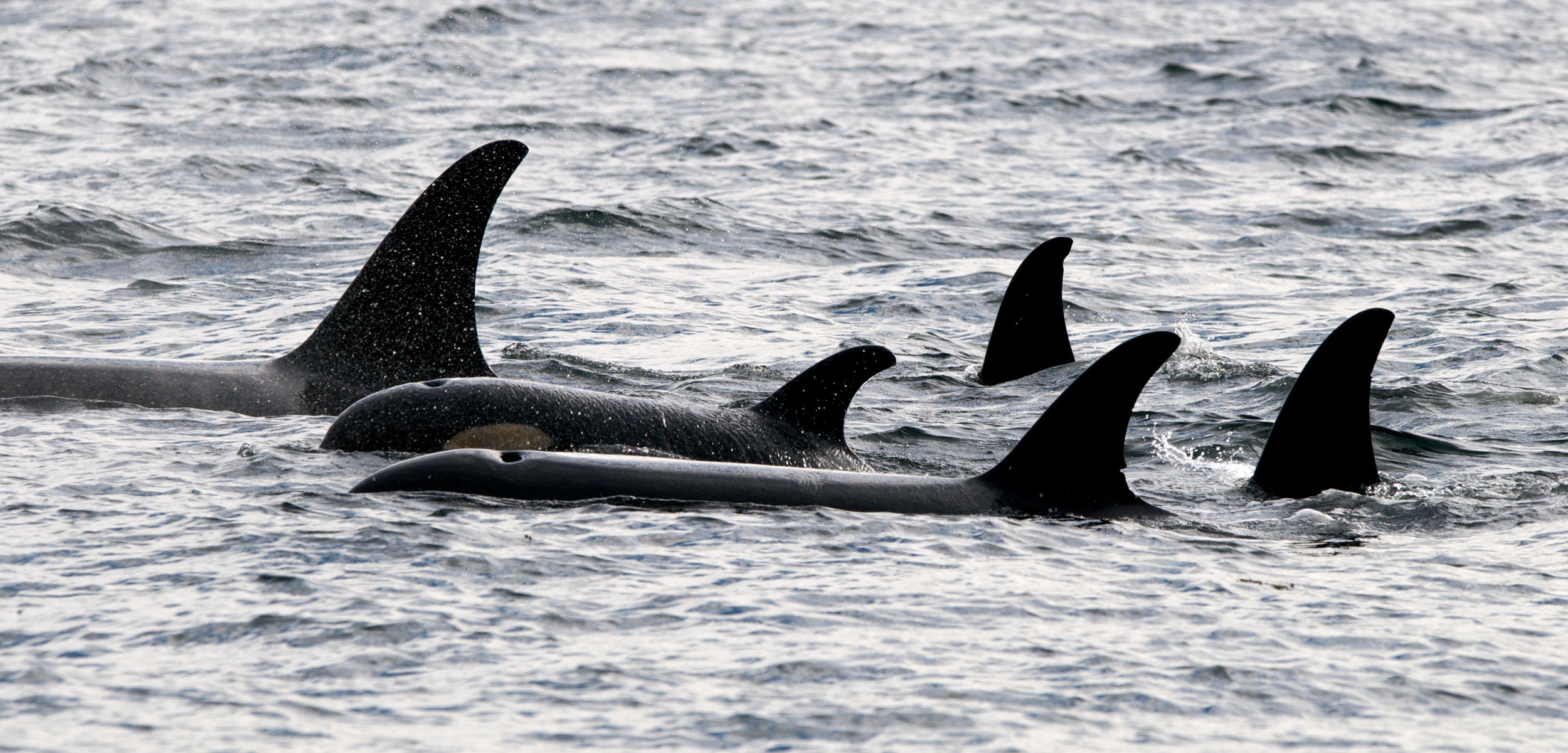 Orcas - Facts, Habitat, Endangered Status | Species Spotlight