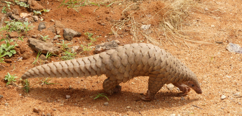 Pangolins | Born Free USA