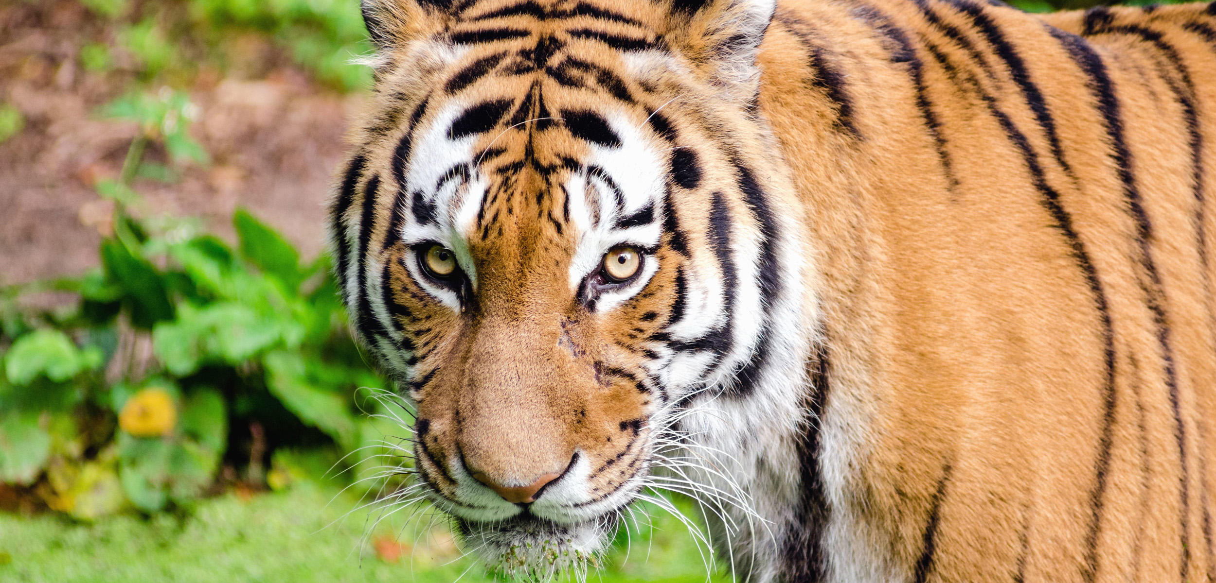 Tigers - Facts, Habitat, Endangered Status | Species Spotlight