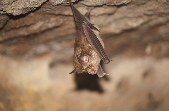 Bats: Worth Getting to Know! | Born Free USA