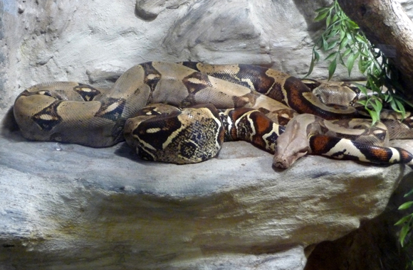 Snakes Needs Space To Stretch!