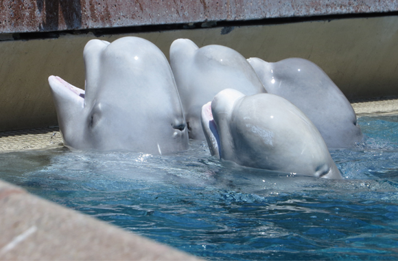 Beluga Whale In The Wild