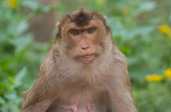 Giving Monkeys a Second Chance: Conversation with BeProvided ...