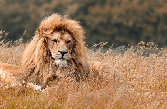 Another Beloved Lion Killed by a U.S. Trophy Hunter Reignites Call to ...