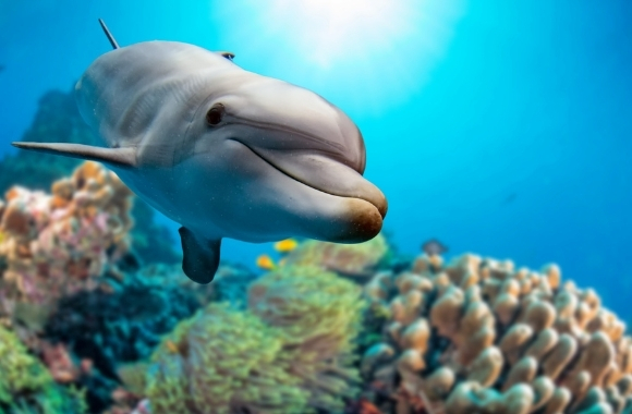 Highlighting the Importance of Healthy Marine Ecosystems on World ...