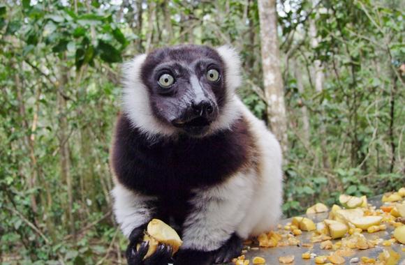 String of Primate Deaths at Madagascar Zoo Highlight a Similar Problem ...