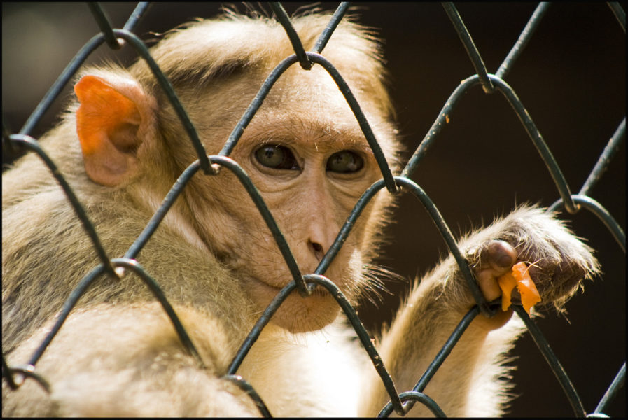 Why We Care | Animals in Captivity