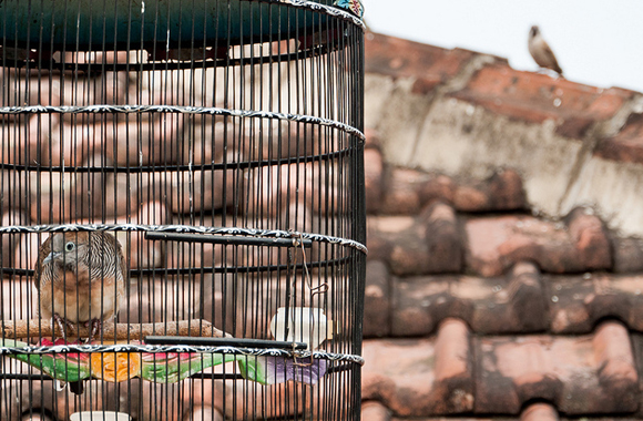 A Little-Known Trade Leading to an Extinction | Born Free USA