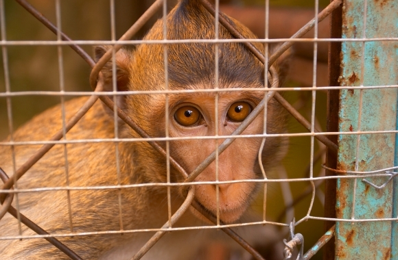Born Free USA Applauds Introduction of Strengthened Captive Primate ...