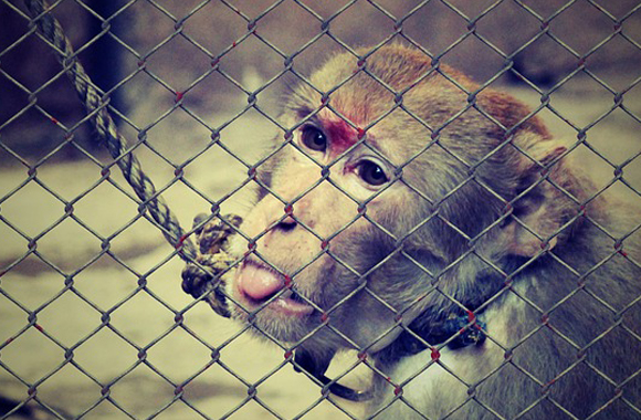 Forcing Transparency at the USDA | Born Free USA