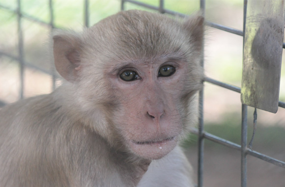 First Steps and Farewells | Born Free USA