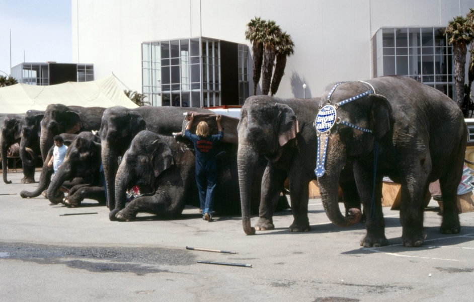 Animals In The Circus | Born Free USA Animal Advocacy
