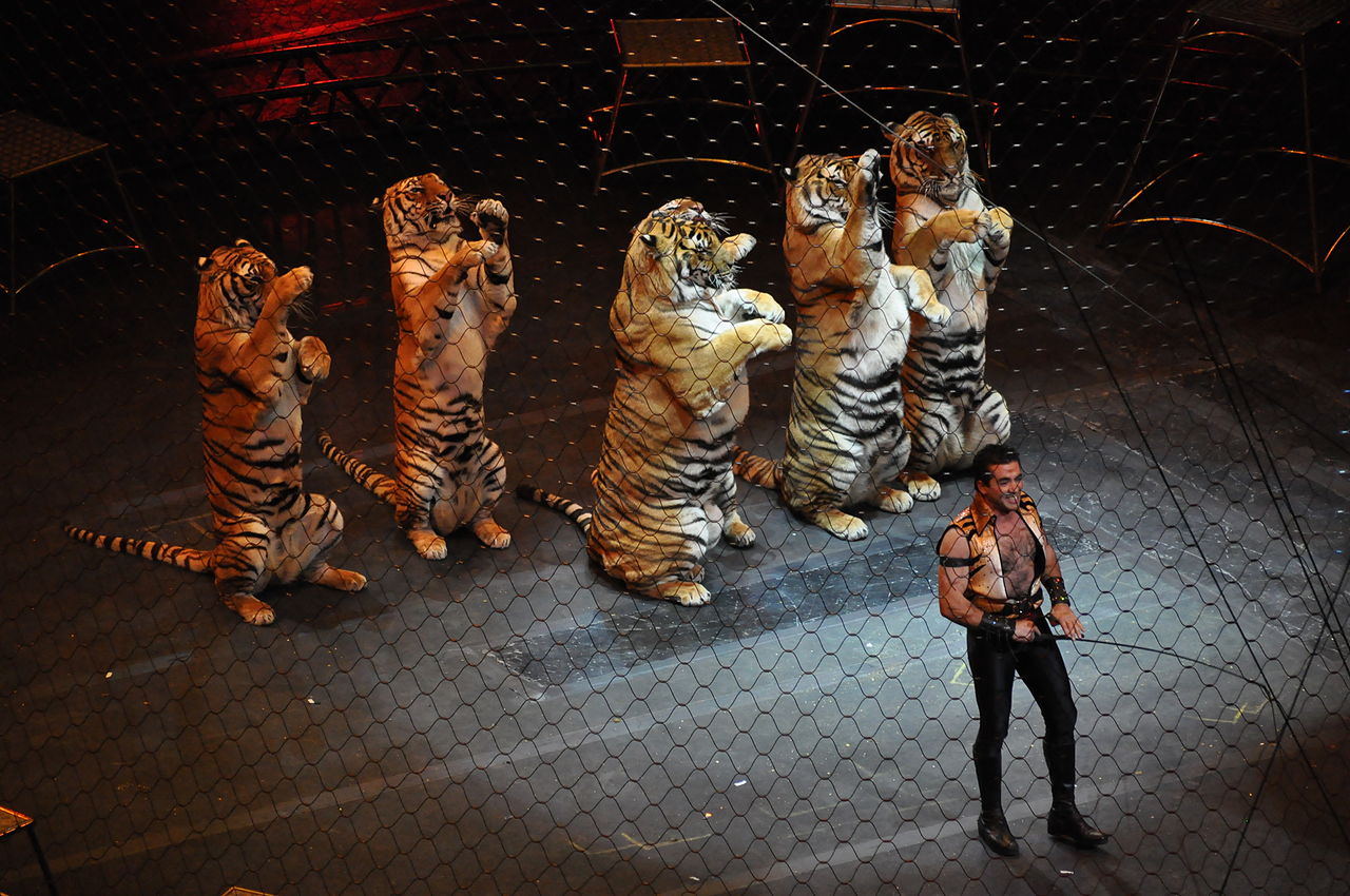Animals In The Circus | Born Free USA Animal Advocacy