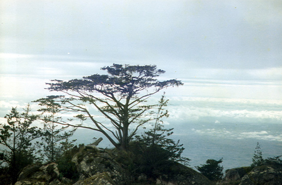 Victory for Timber Species at CITES CoP18! | Born Free USA