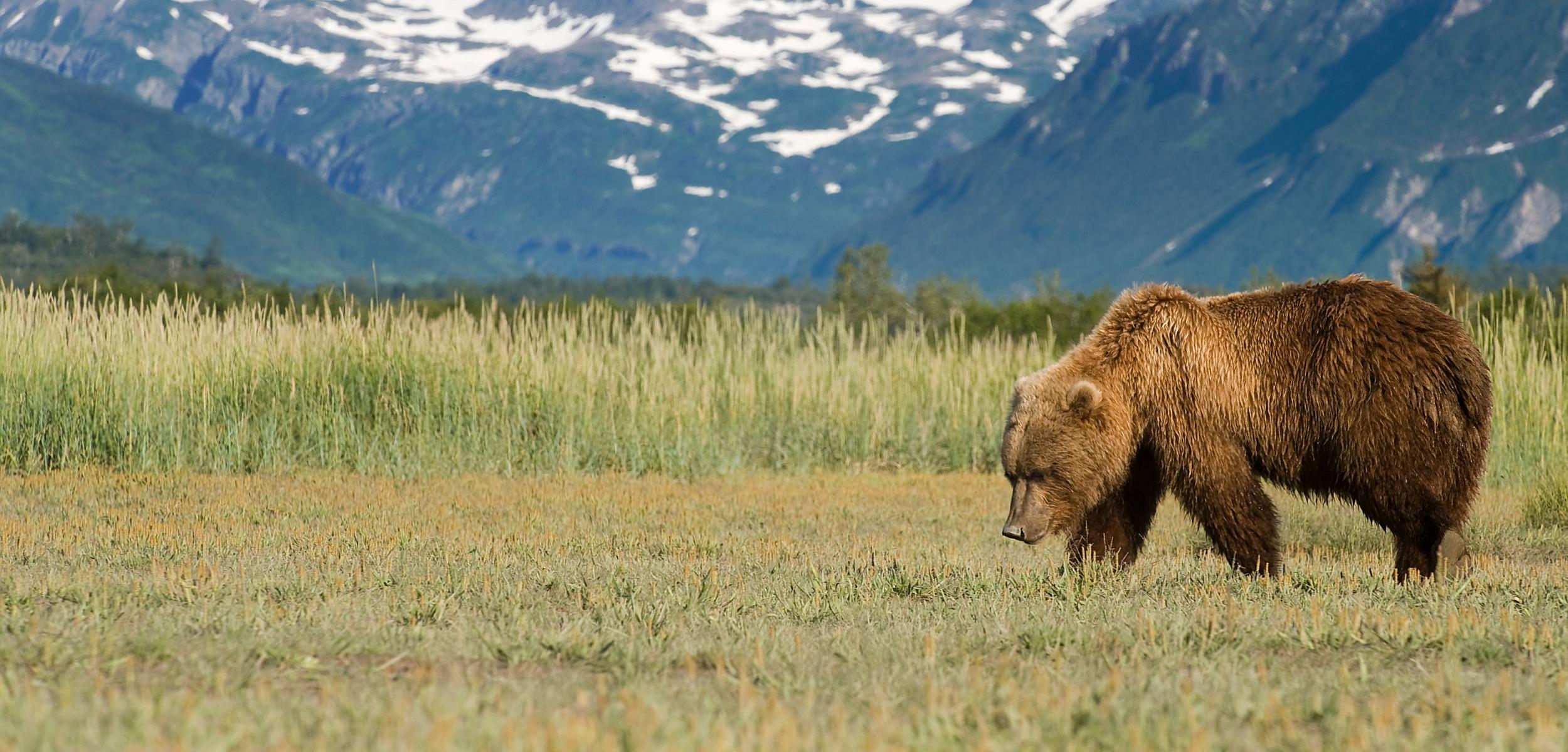 Coexisting with Bears | Born Free USA