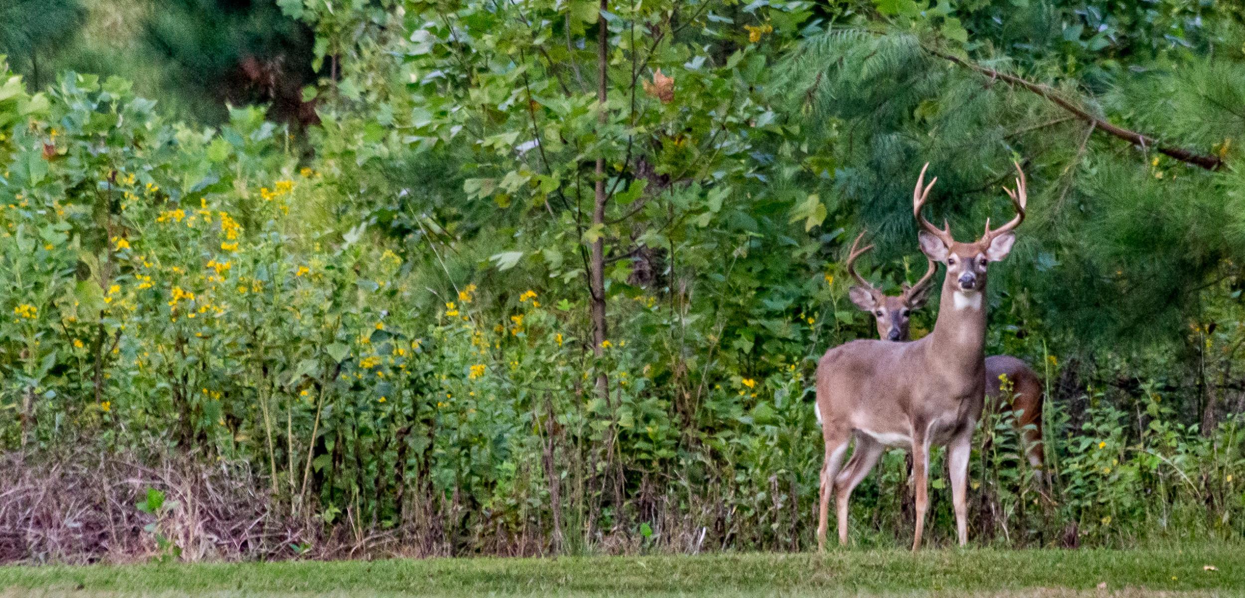 Coexisting with Deer | Born Free USA
