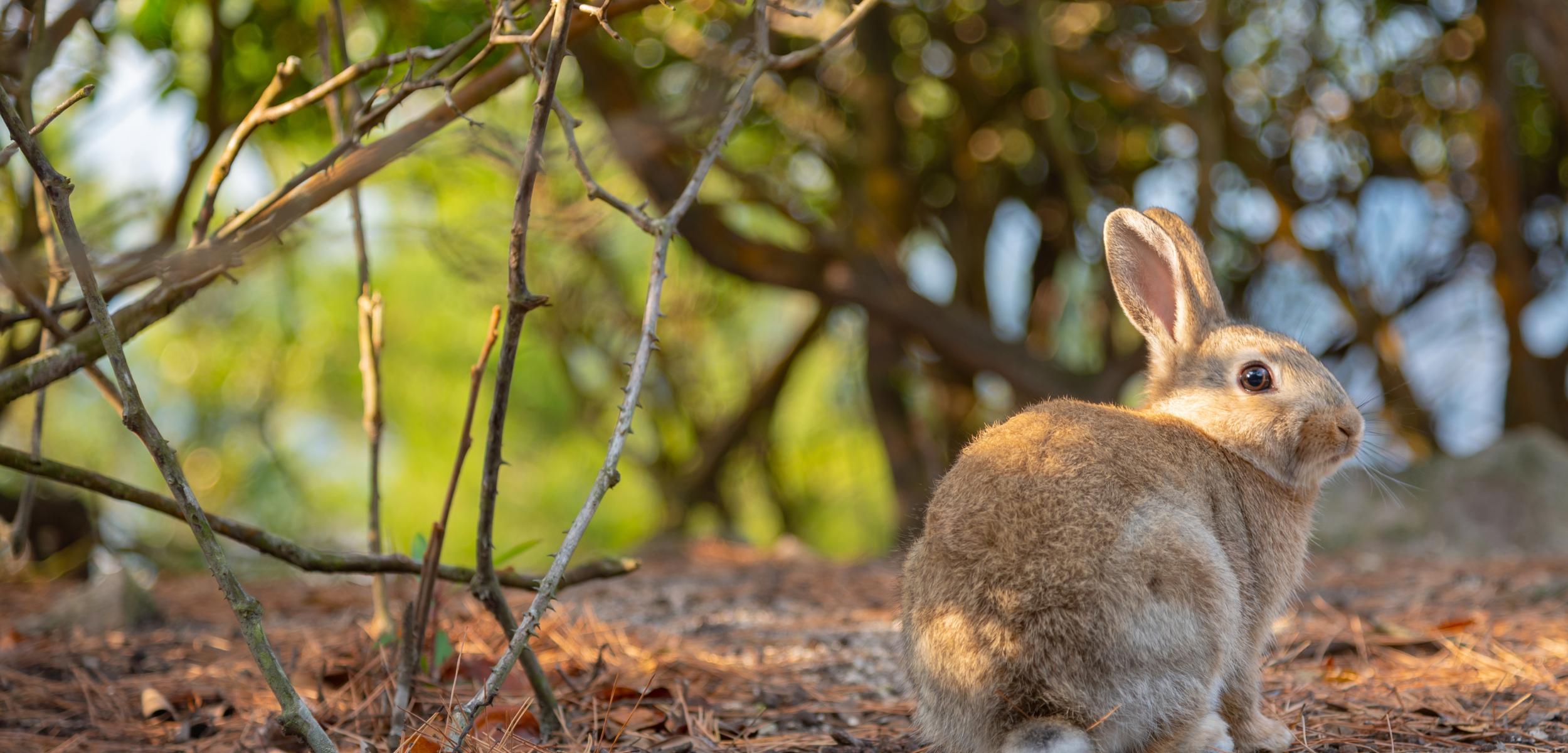 Coexisting with Wildlife: Fast Fixes | Born Free USA