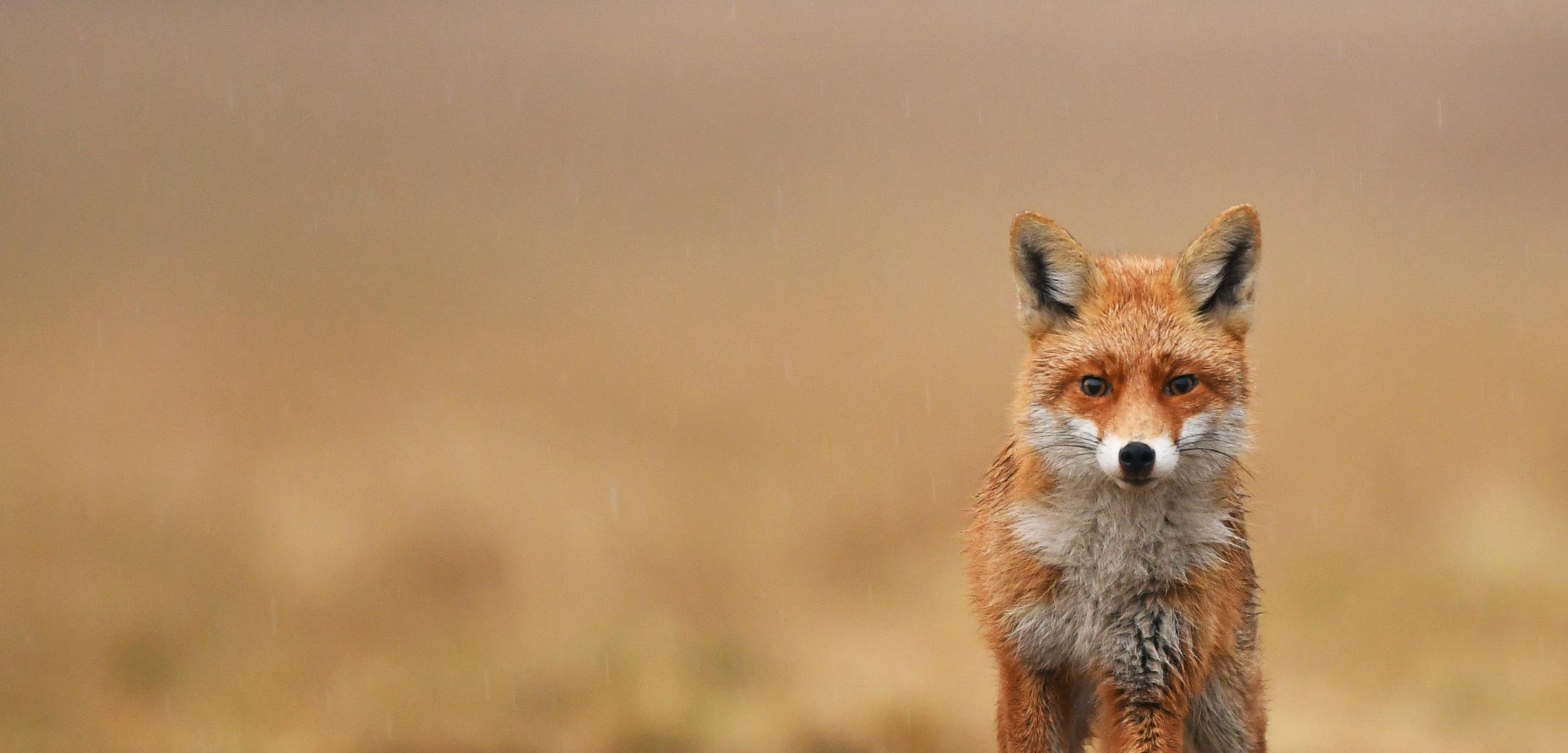 Coexisting with Foxes | Born Free USA