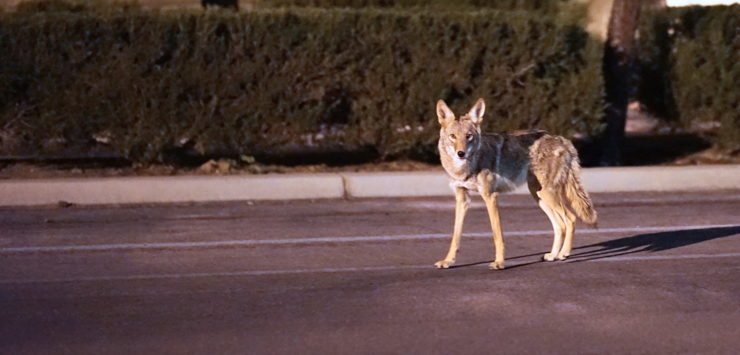 Resources for Coexisting with Wildlife | Born Free USA