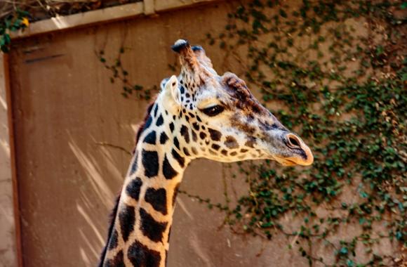 New Report Reveals the Suffering of Giraffes in Zoos and Calls for a ...