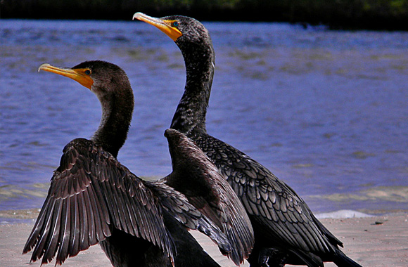 Opposition to Proposed Double-Crested Cormorant Hunt in Ontario | Born ...