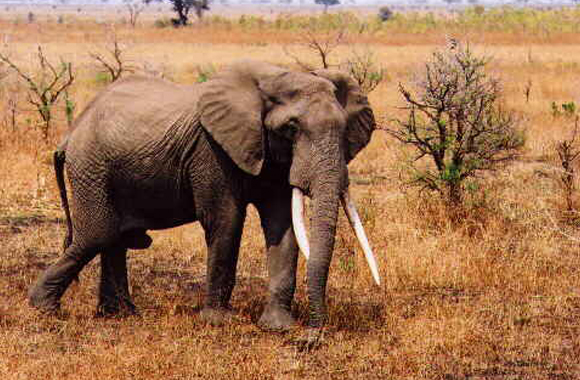 The U.S. Is Endangering Other Countries' Wildlife | Born Free USA