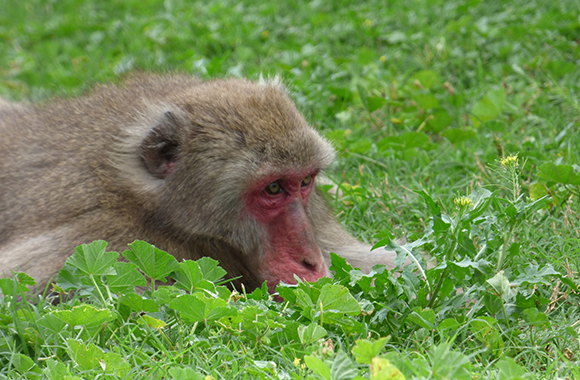 Keeping Our Monkeys and Staff Safe and Well During the COVID-19 ...