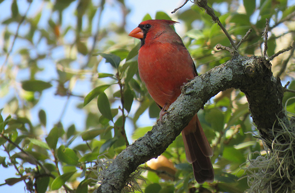 Coping Amid Chaos | Born Free USA