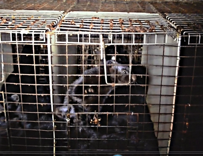 Silent Suffering in Our Own Backyard: Fur Farming in the United States ...