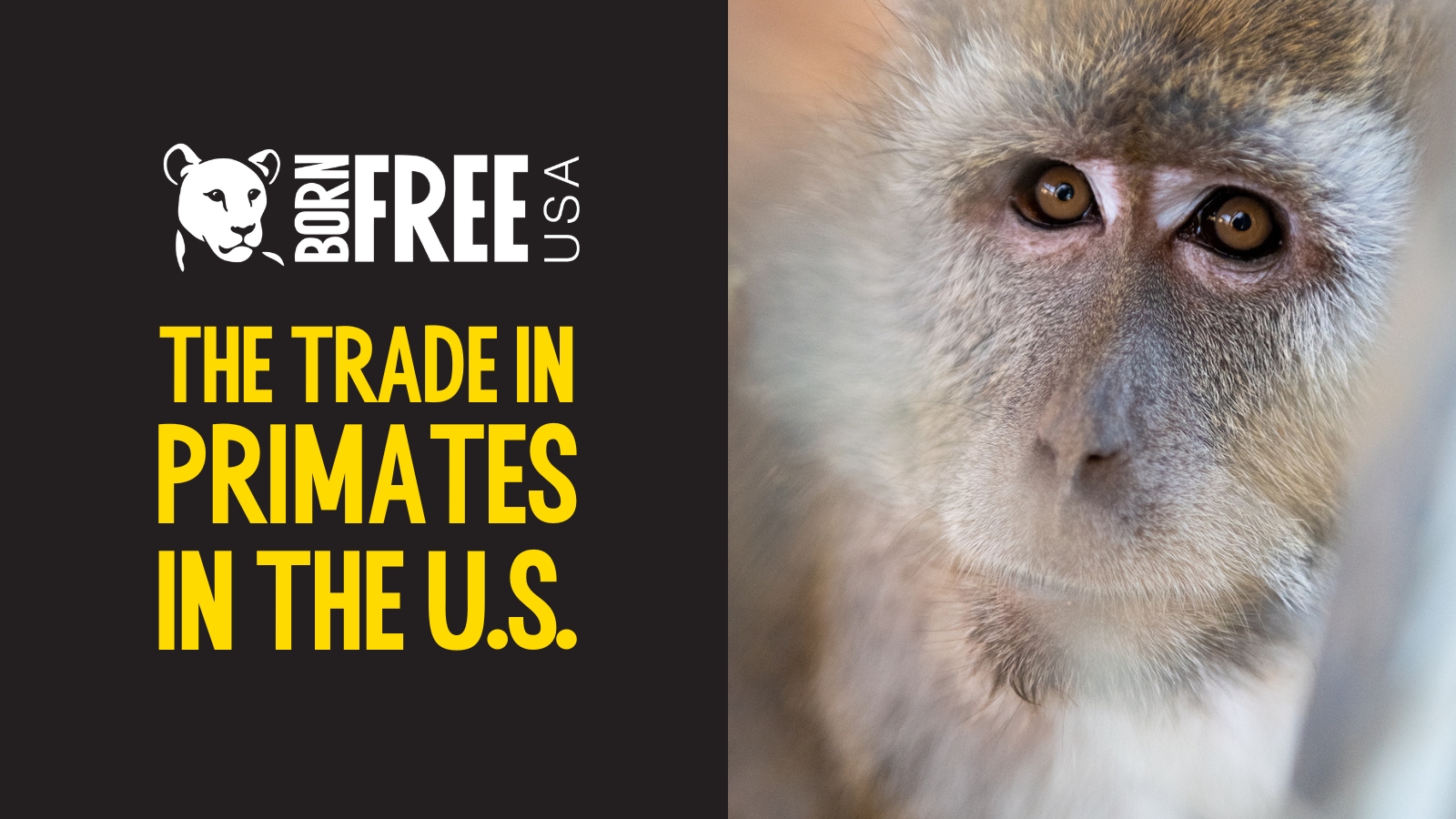 The Trade in Primates as Pets in the U.S. | Born Free USA