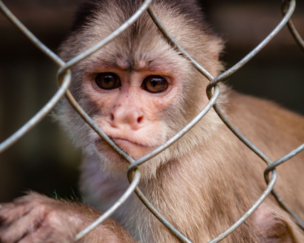 Urge Your Lawmakers to Co-sponsor the Captive Primate Safety Act!