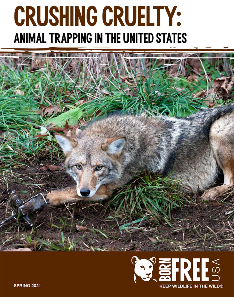 Crushing Cruelty: Animal Trapping in the United States | Born Free USA