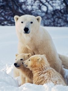 The Fight to Stay Alive in a Rapidly Changing World: How Animals Are ...