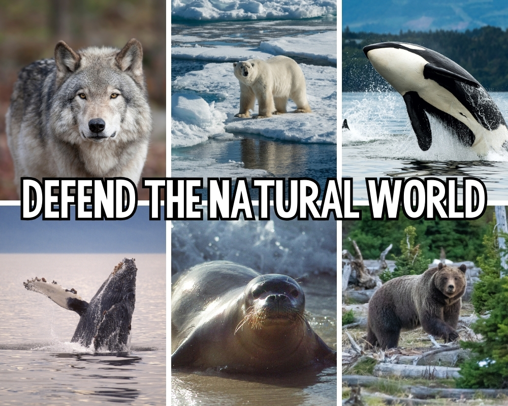Defend the Natural World | Born Free USA