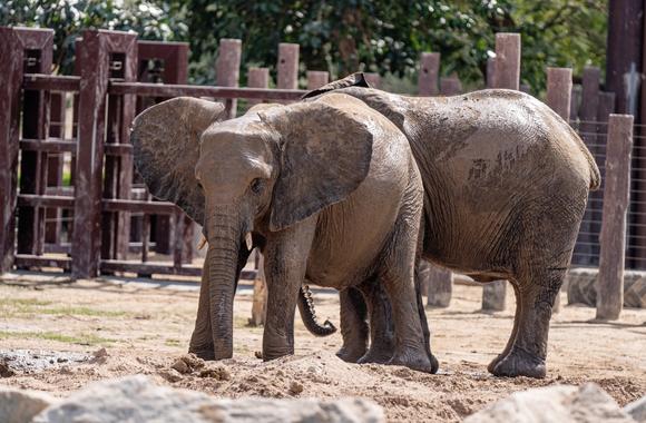 Weighing the Price of Zoos and Animal Sanctuaries in "Discover Magazine ...