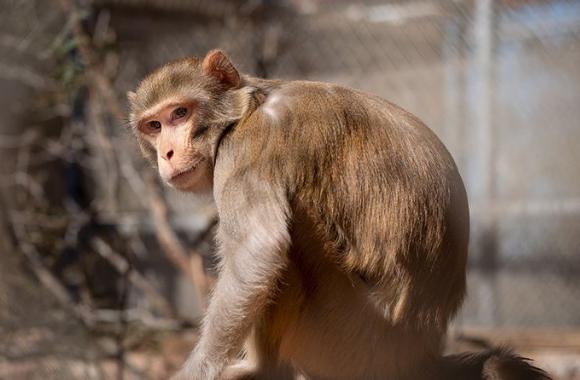 Animals In Captivity | Born Free USA Animal Advocacy