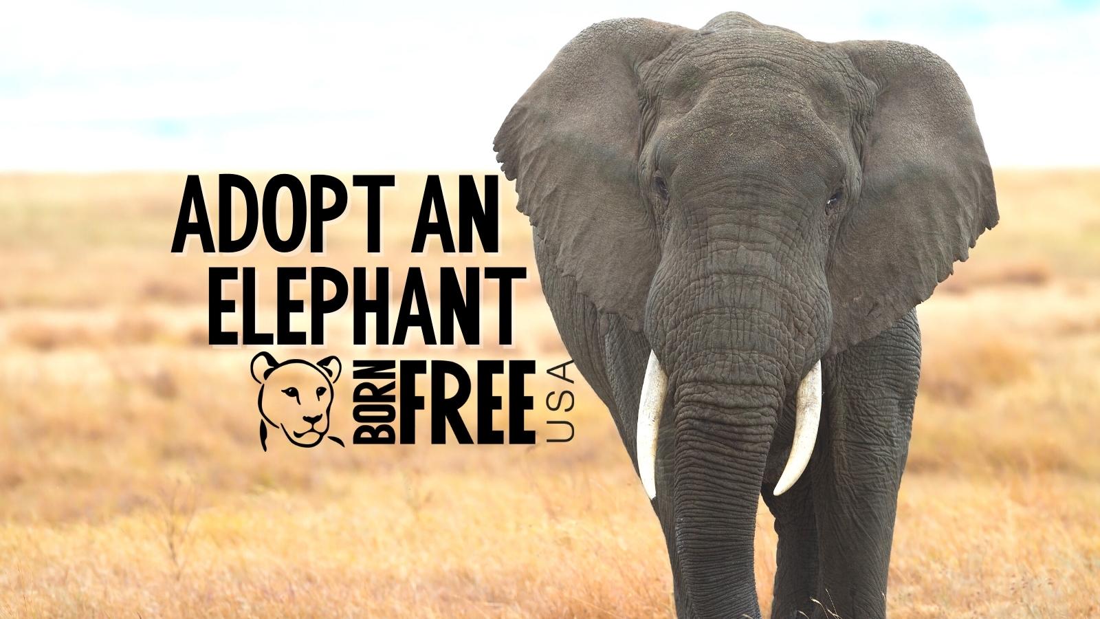 Adopt an Elephant! | Born Free USA